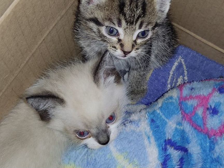 Отдам бесплатно кошечку ловчую