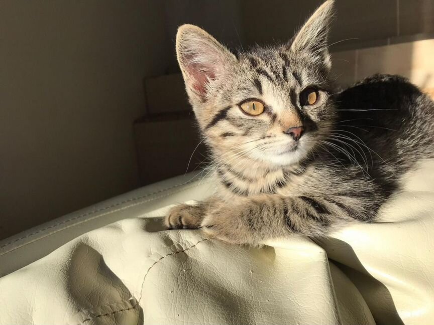 Котенок в добрые руки