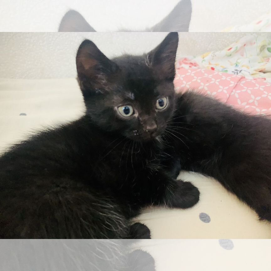 Котята отдам в добрые руки бесплатно