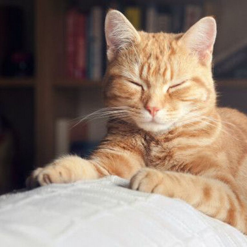 Отдам кота