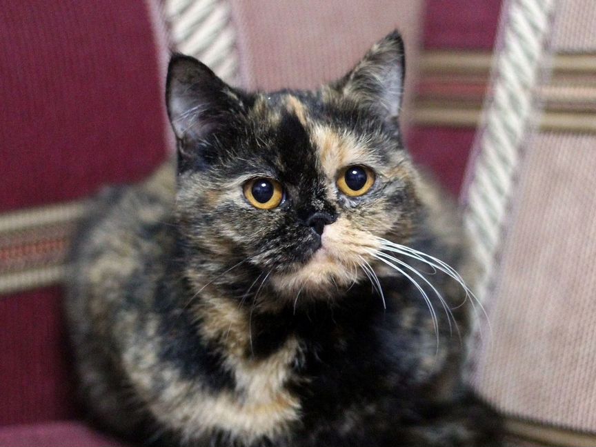 Брошенные экзоты в добрые руки