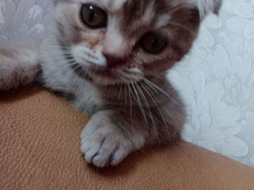 Шотландская