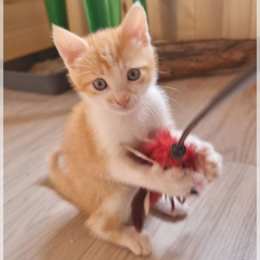 Отдам в добрые руки рыжего котенка