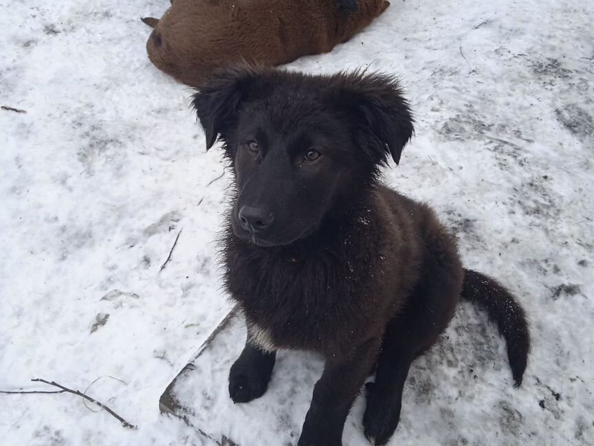 Щенки в добрые руки