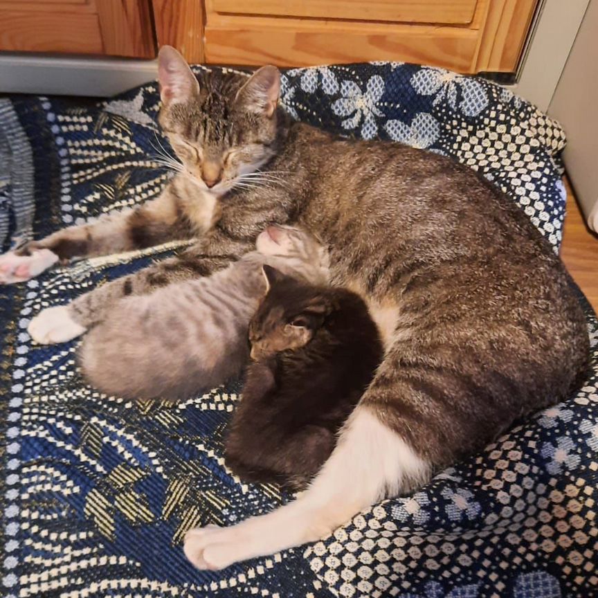 Котята в добрые руки бесплатно мальчик и девочка