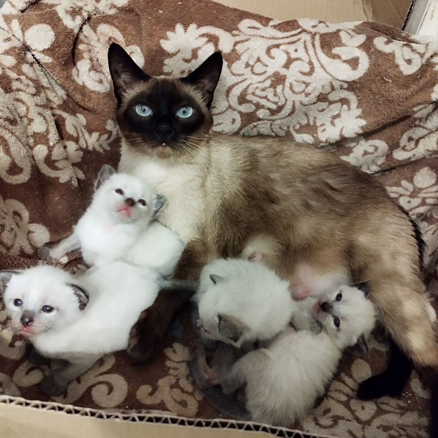 Тайские котята, 1 мальчик