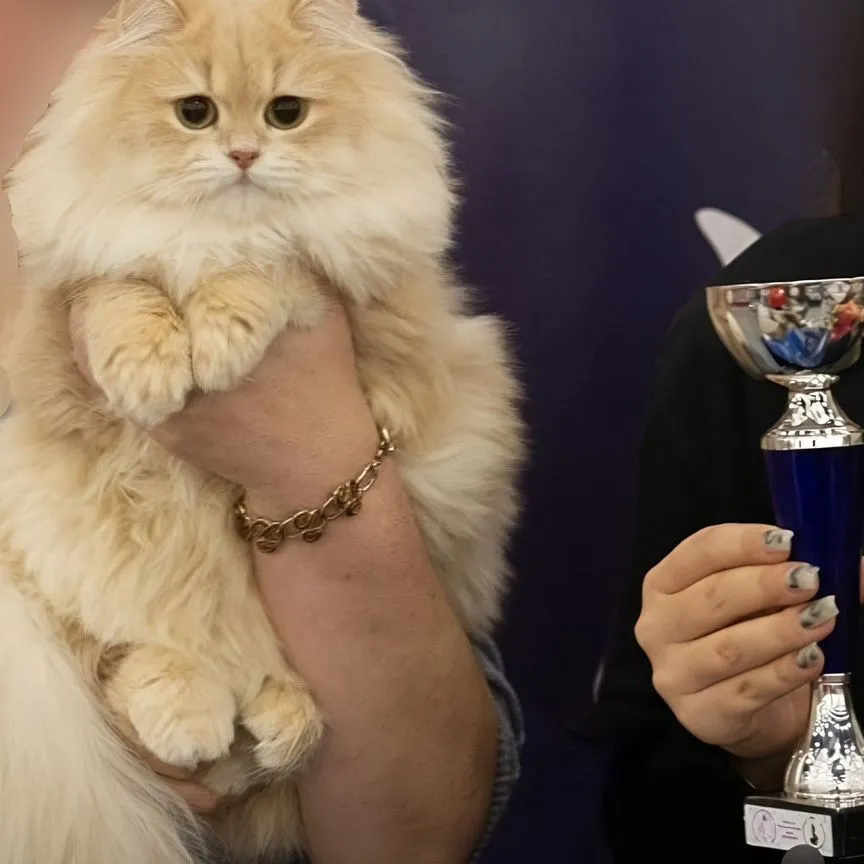 Вязка кот золотая шиншилла
