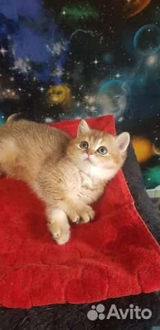 Необыкновенно ласковые золотые мальчики