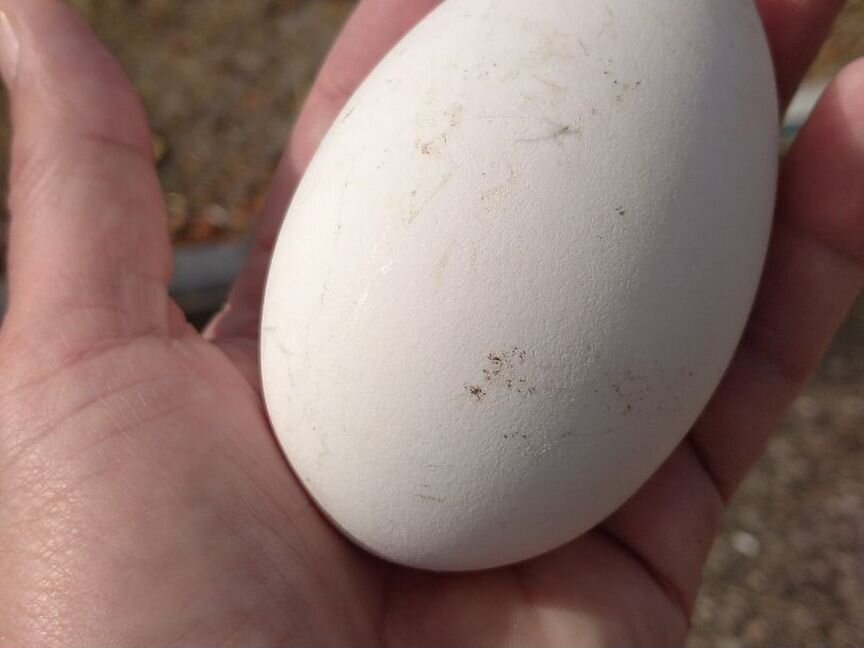 Гусиные яйца