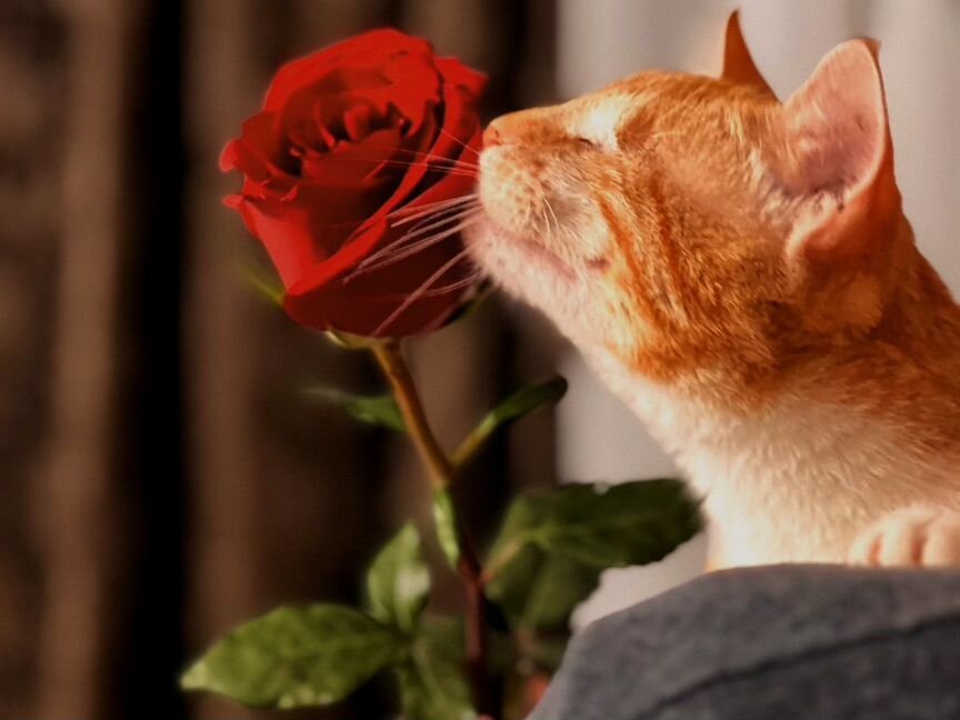 Особенная кошечка