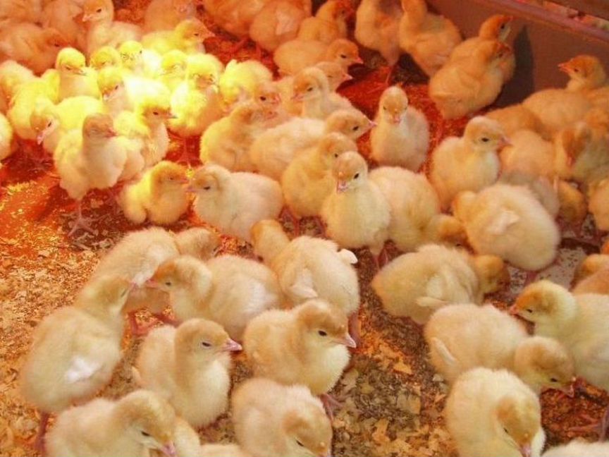 Индюки биг-6 тяжёлый крос