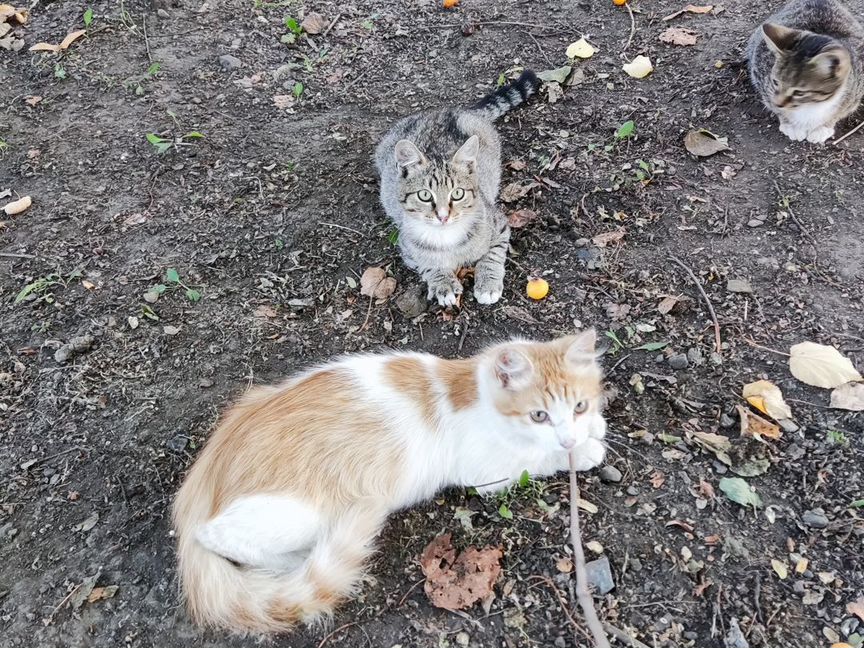 Дворовые котята ищут дом