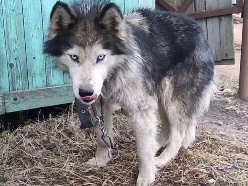 Хаски в беде
