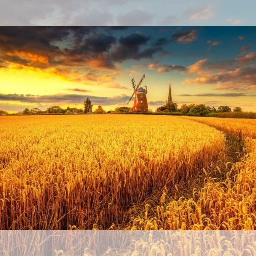 Зерно пшеницы оптом