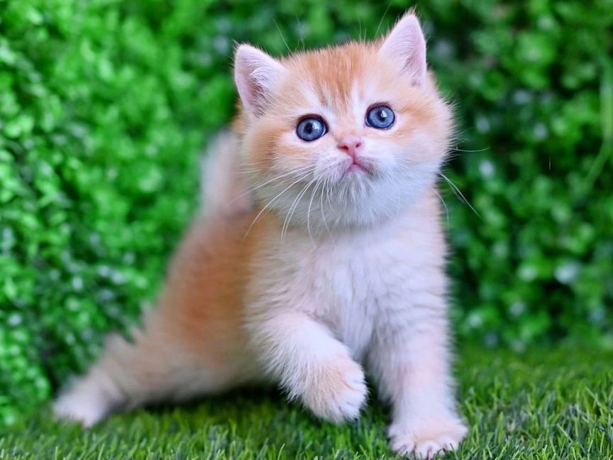 Британские котята шиншилла