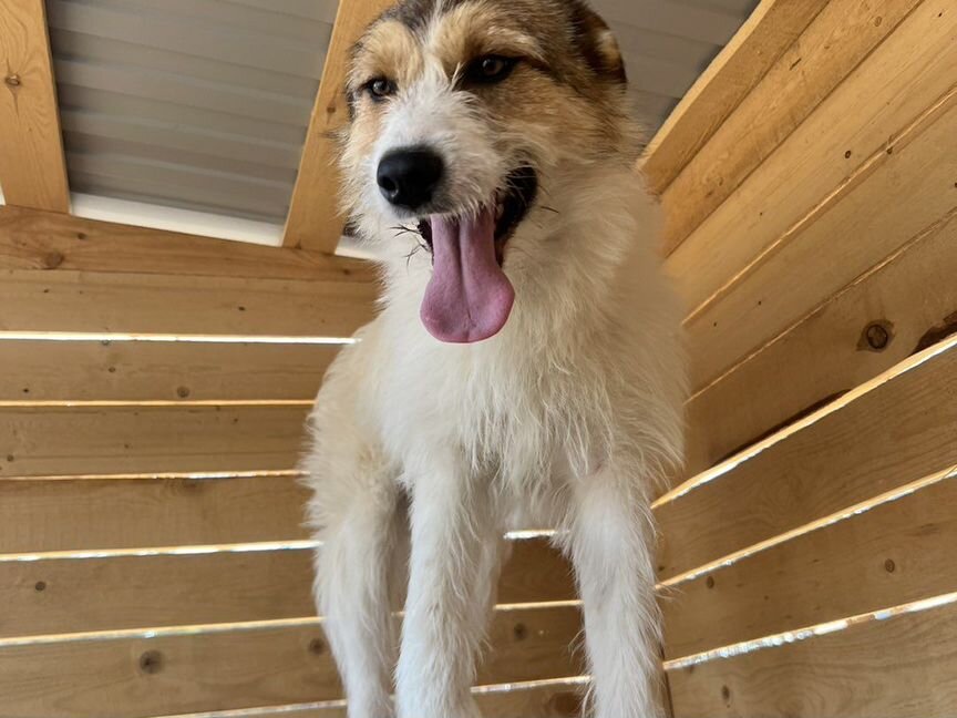 Собака в добрые руки