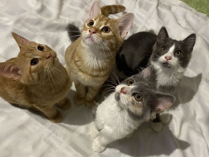 Кошка/Кот отдам в добрые и заботливые руки