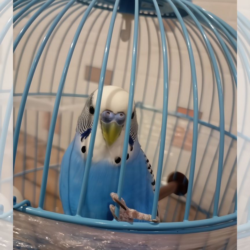 Волнистый попугай с клеткой