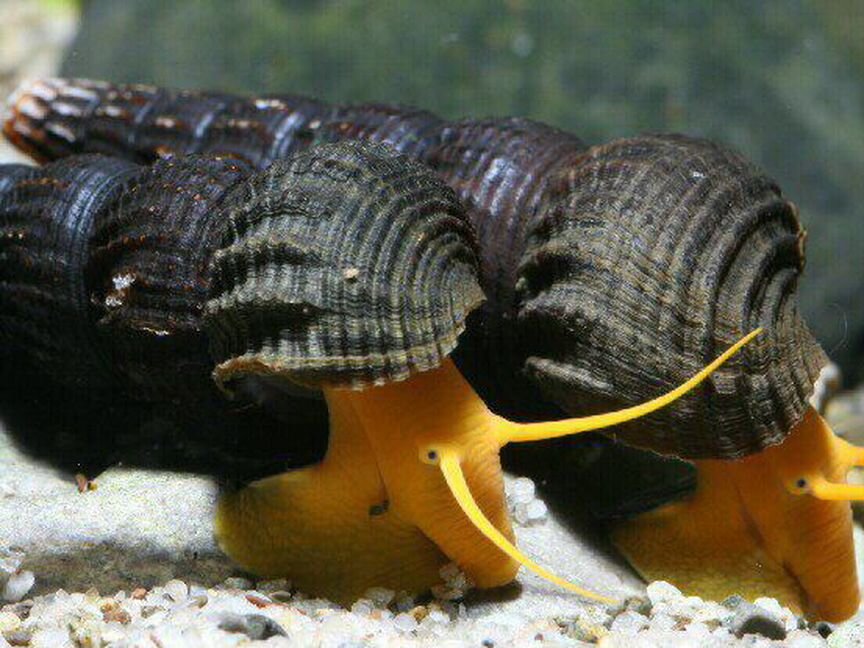 Улитка кролик (Тиломелания)