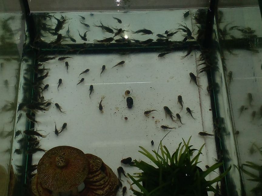 Аквариумные рыбки