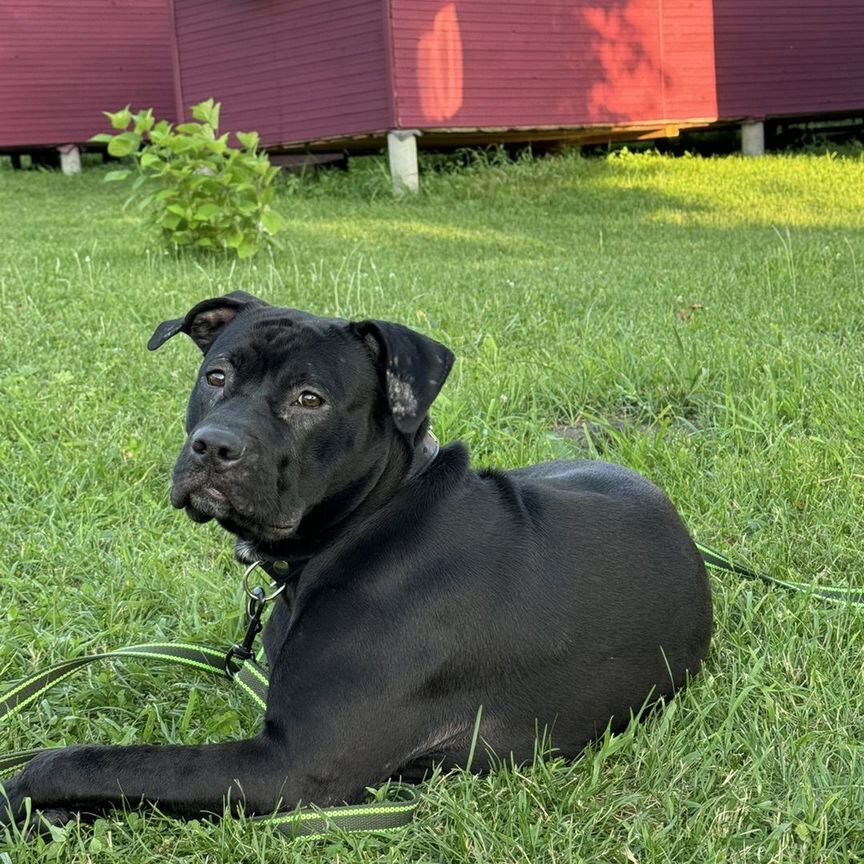 Собака в добрые руки