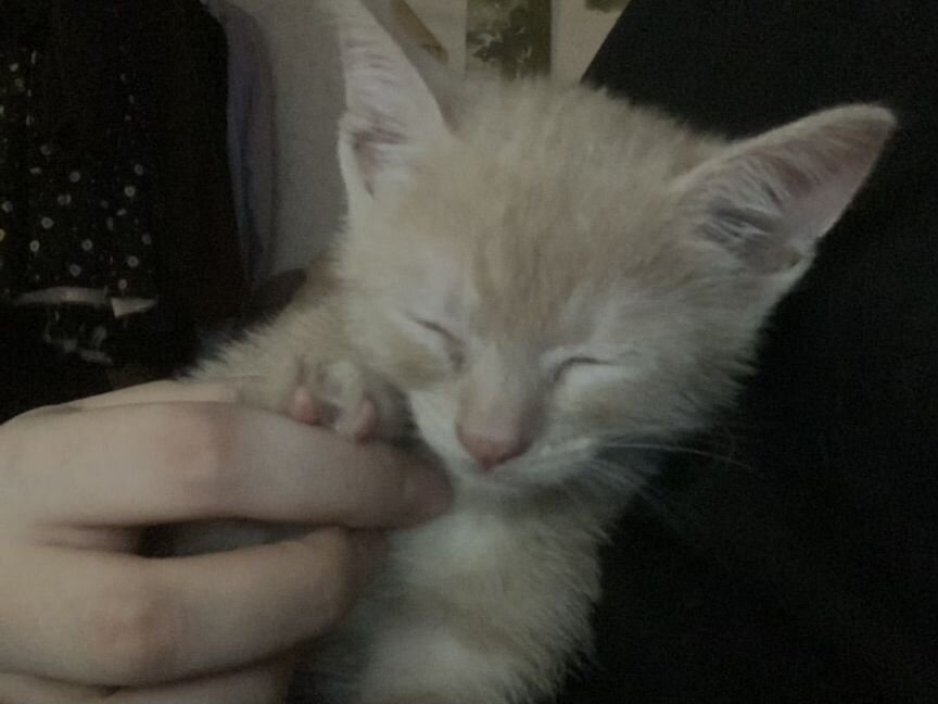 Котеночек, 1,5 месяца