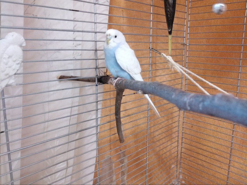 Волнистый попугай