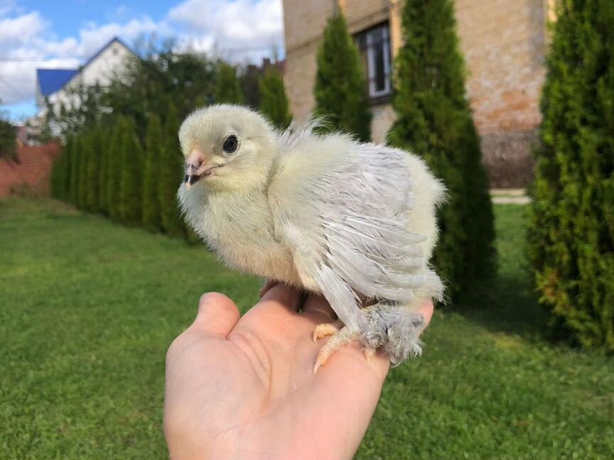 Брама лаванда цыплята