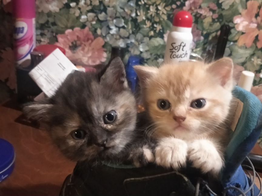 Продажа котят