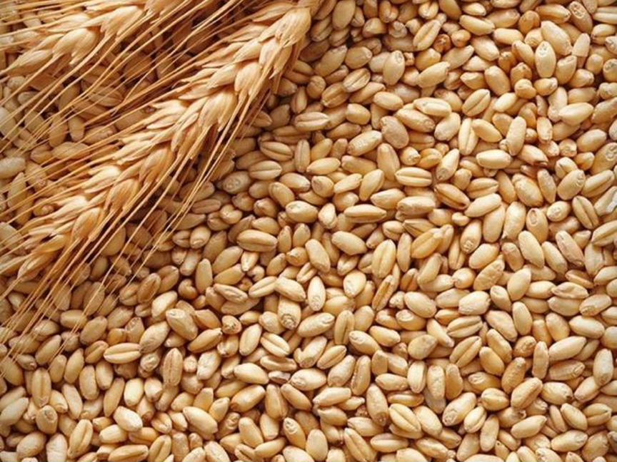Зерно пшеница 4 ка клейковина 21,8