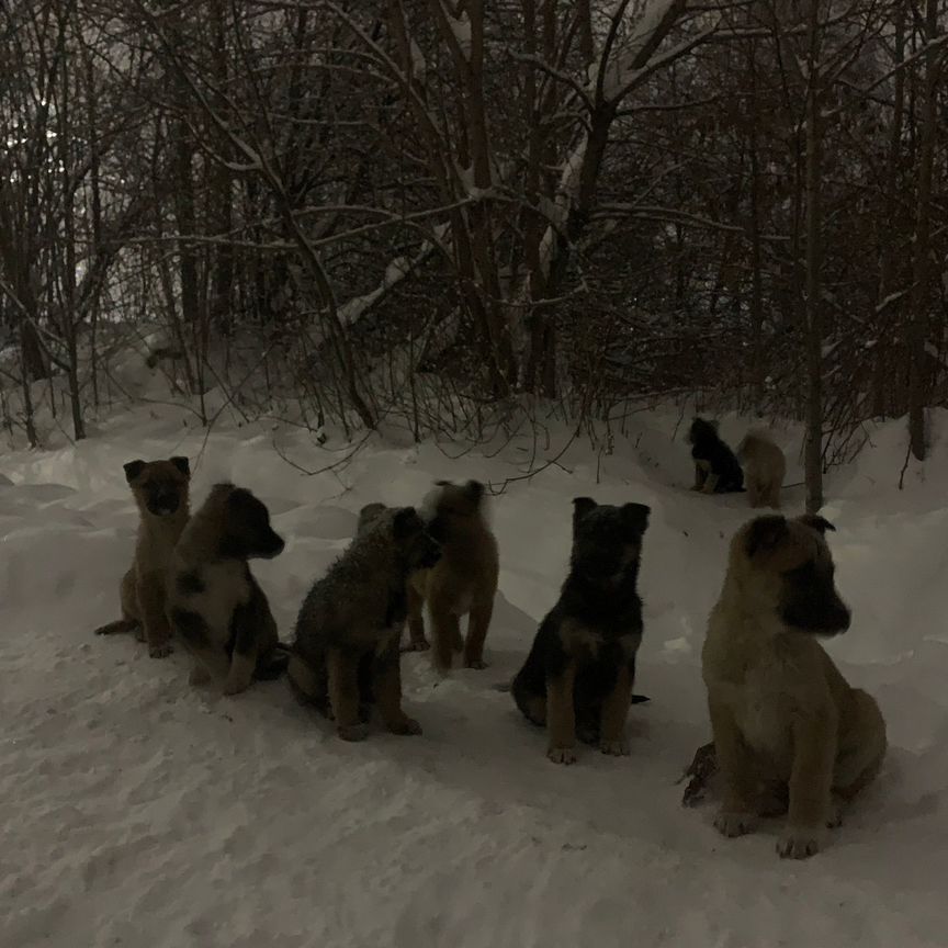 Щенок в добрые руки