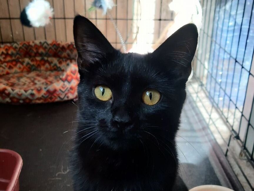 Ждет своего человека изящная малышка