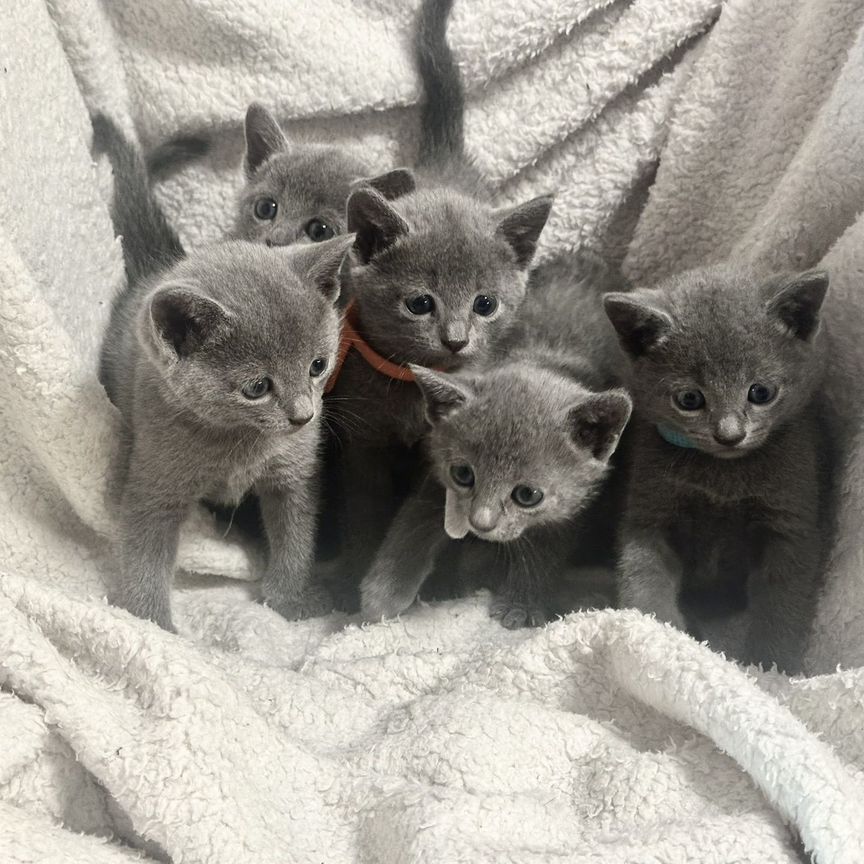Котята русская голубая