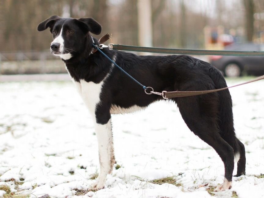 Собака из приюта: Панди