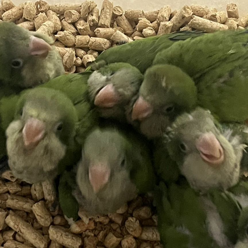 Попугай монах выкормыш