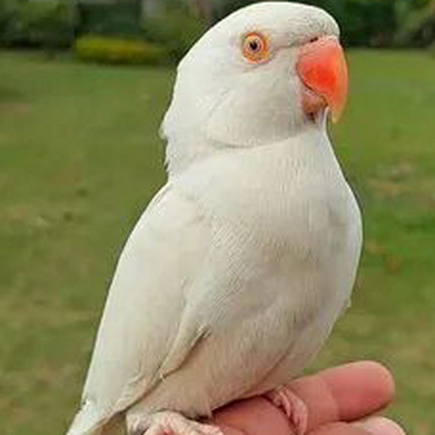 Ожереловый попугай