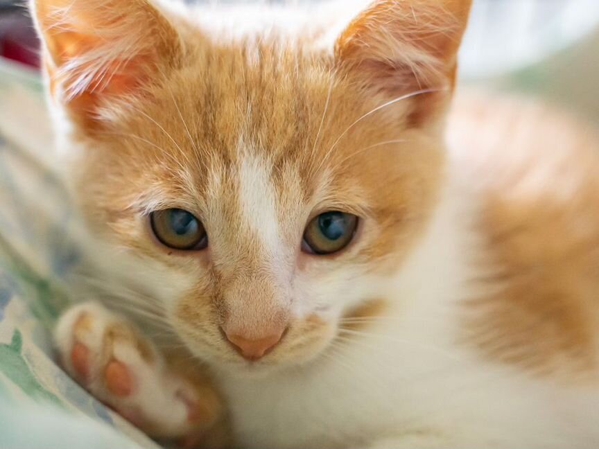Котята 3 мес