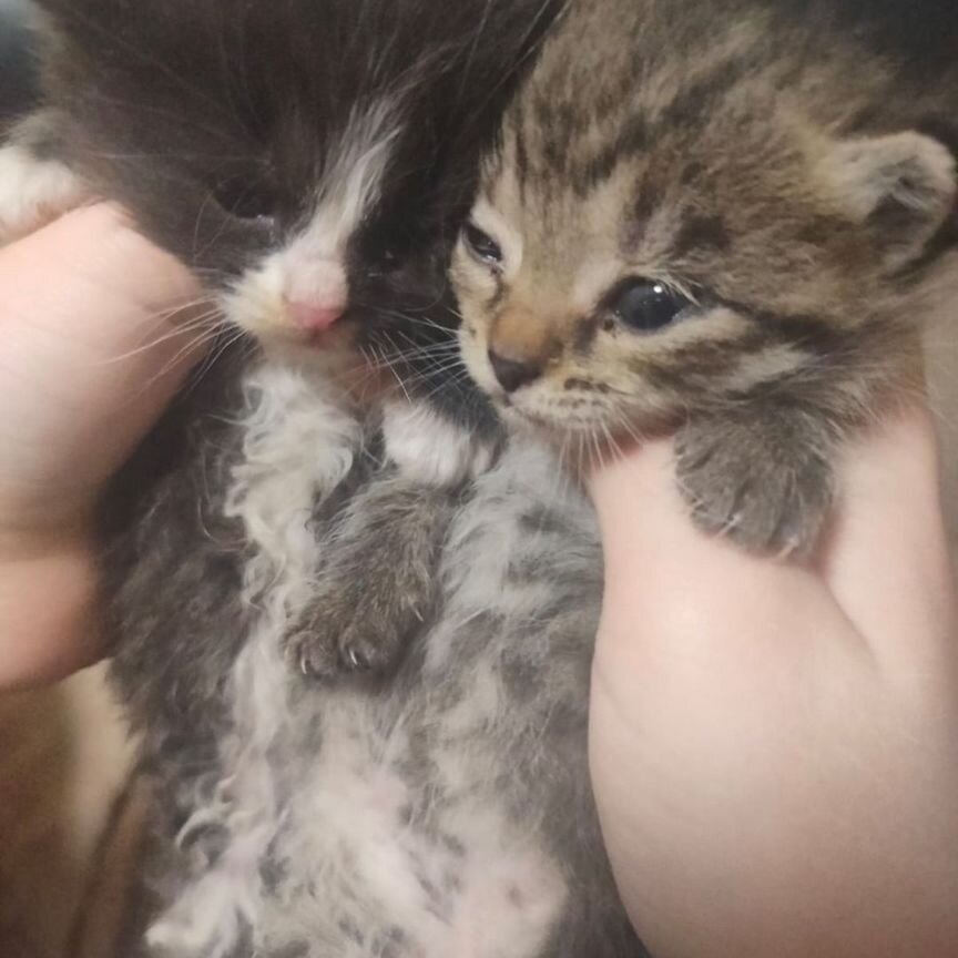 Маленькие дворняжки