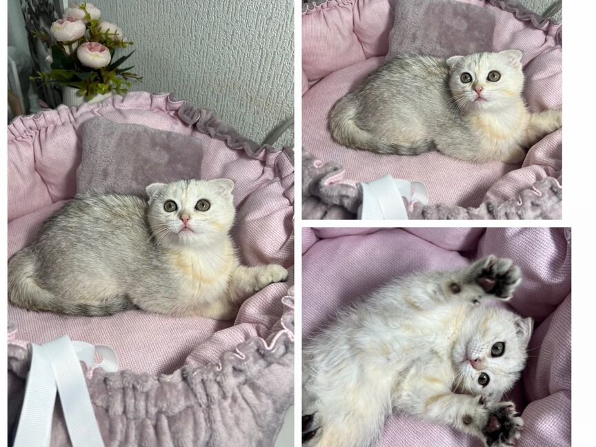 Шотландские шиншилловые котята