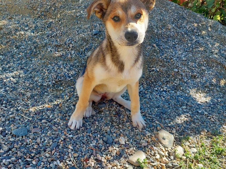 Щенки бесплатно