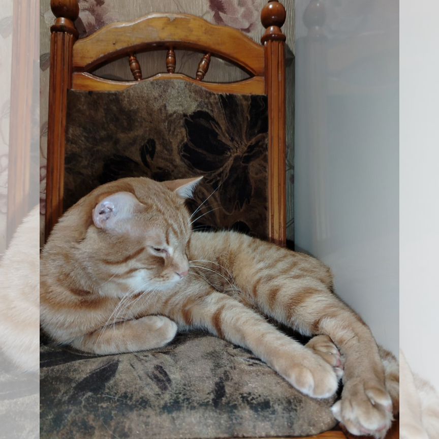Кот бритарский на вязку