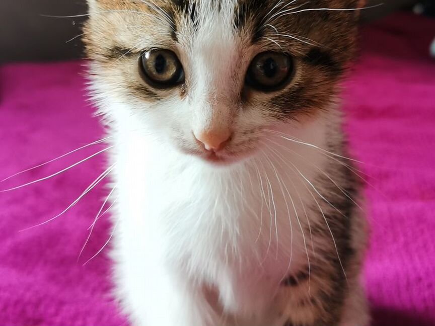 Кошечка 2 месяца