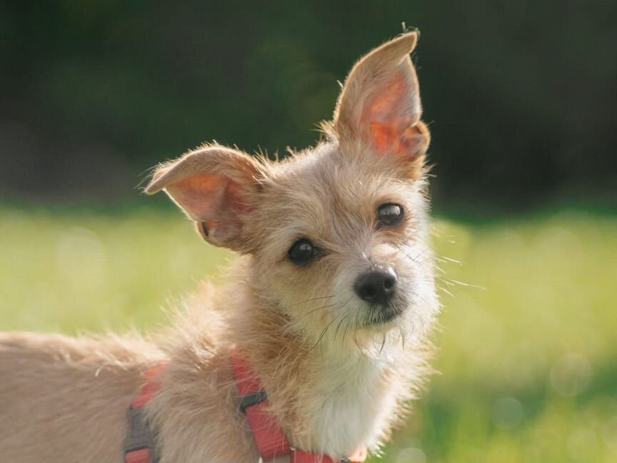 Собака в добрые руки