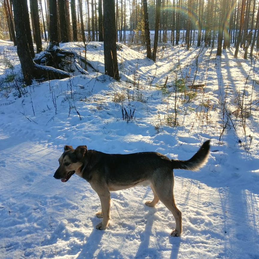 Самый лучший пёс