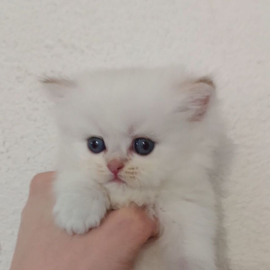 Супер малыш шиншилла пойнт