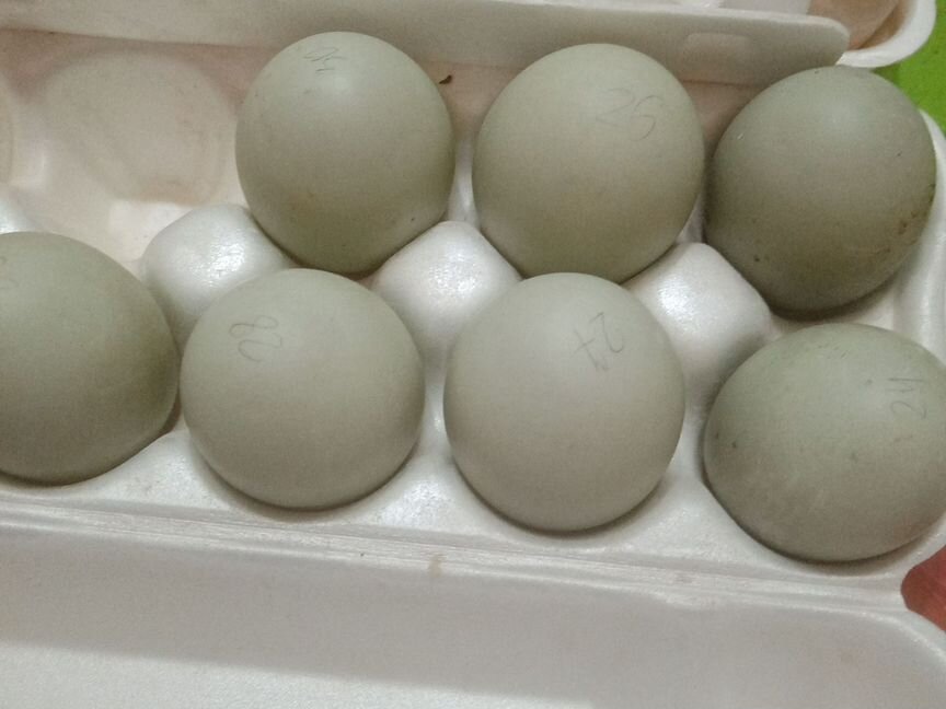 Утиные яйца башкирок и бегунков