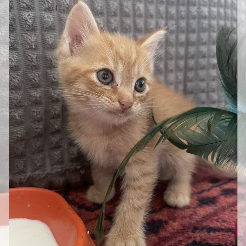 Котята в добрые руки бесплатно