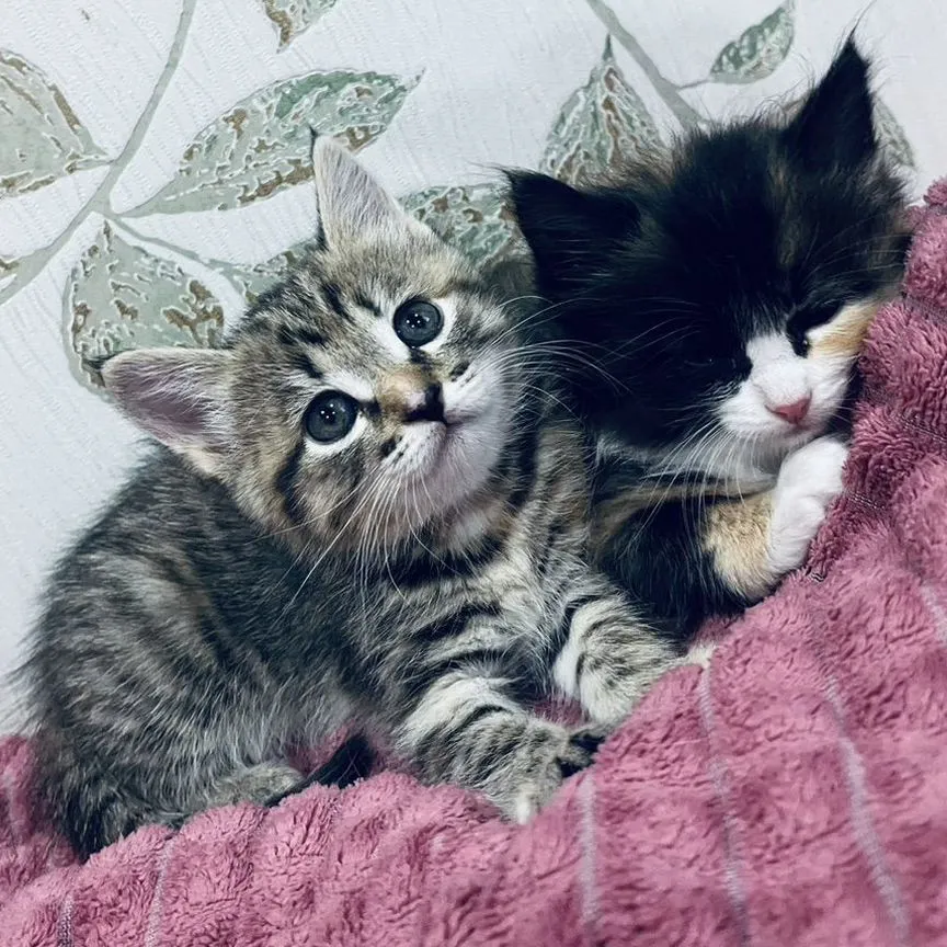Котята в добрые руки бесплатно маленькие