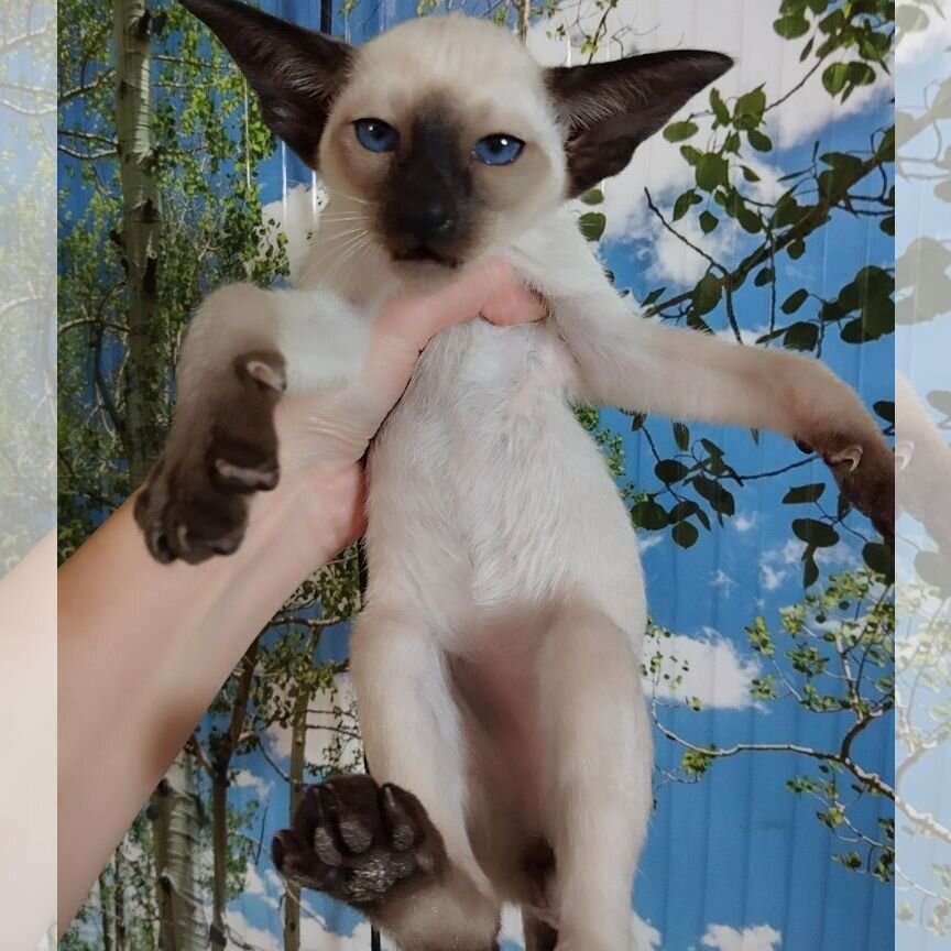 Ориентальный котёнок