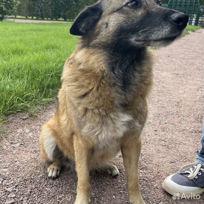 Собачка Берта в поисках дома